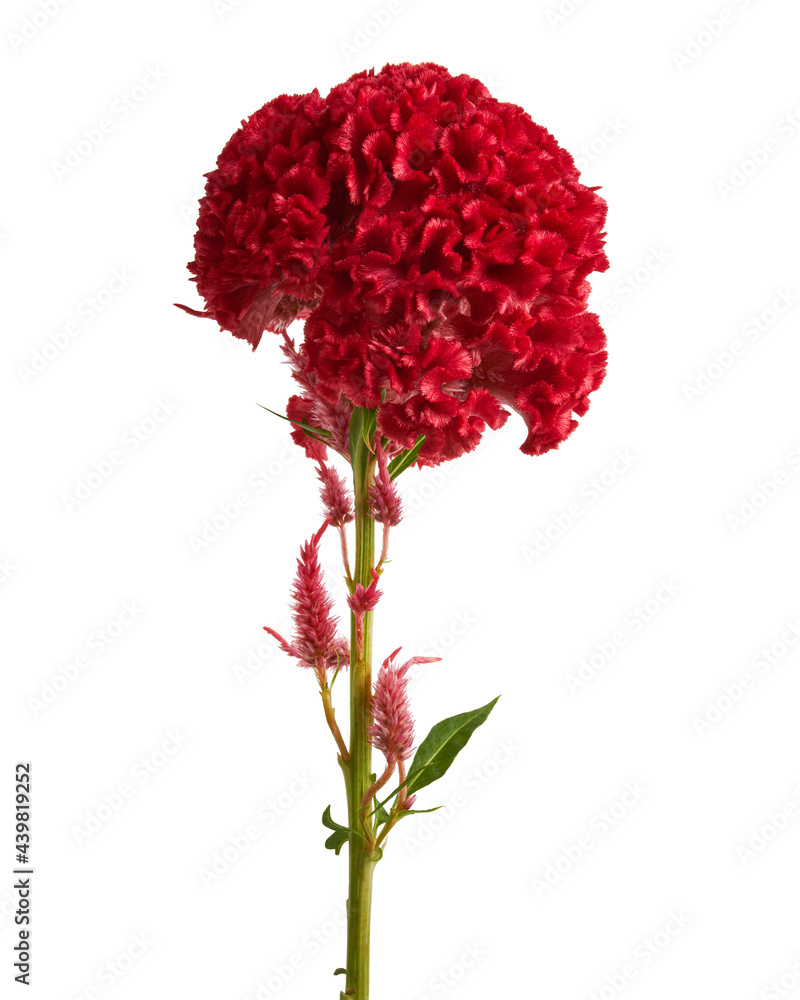Celosia cristata flower, Red cockscomb flower isolated on white ...