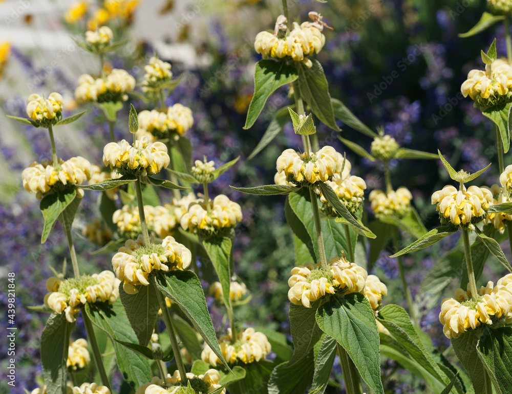 Phlomis fruticosa | Jerusalem sage | Jupiter's Distaff | Yellow Clary ...