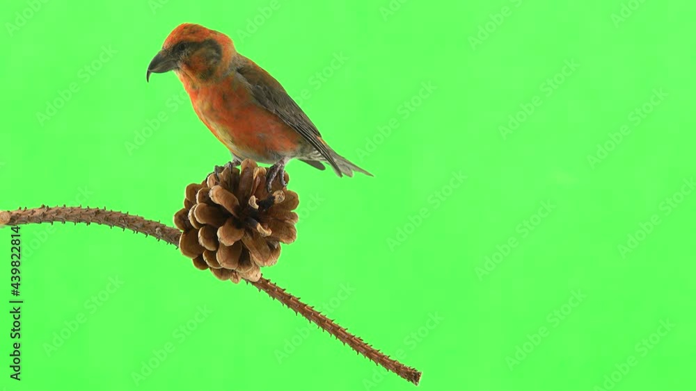 male of the red beak moves along the branch and pecks the cone of the ...