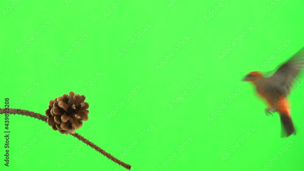 male of the red beak moves along the branch and pecks the cone of the ...