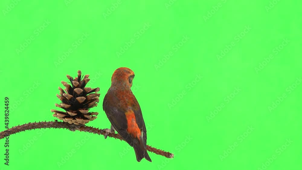male of the red beak moves along the branch and pecks the cone of the ...