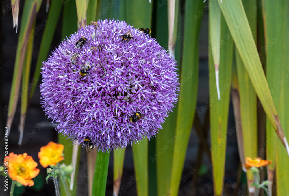 Allium giganteum flower heads, also called a giant onion Allium. The ...