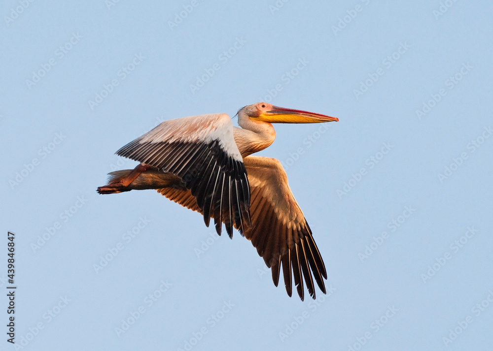 Foto de Roze Pelikaan, Great White Pelican do Stock | Adobe Stock
