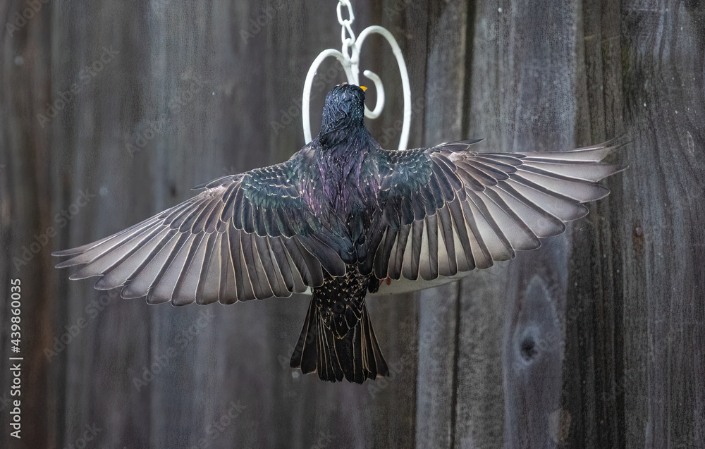 Majestic starling bird with spread wings and colorful spots on its feathers in a garden Stock ...