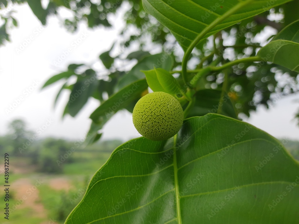 Neolamarckia cadamba fruit. Its other names burflower tree, laran ...