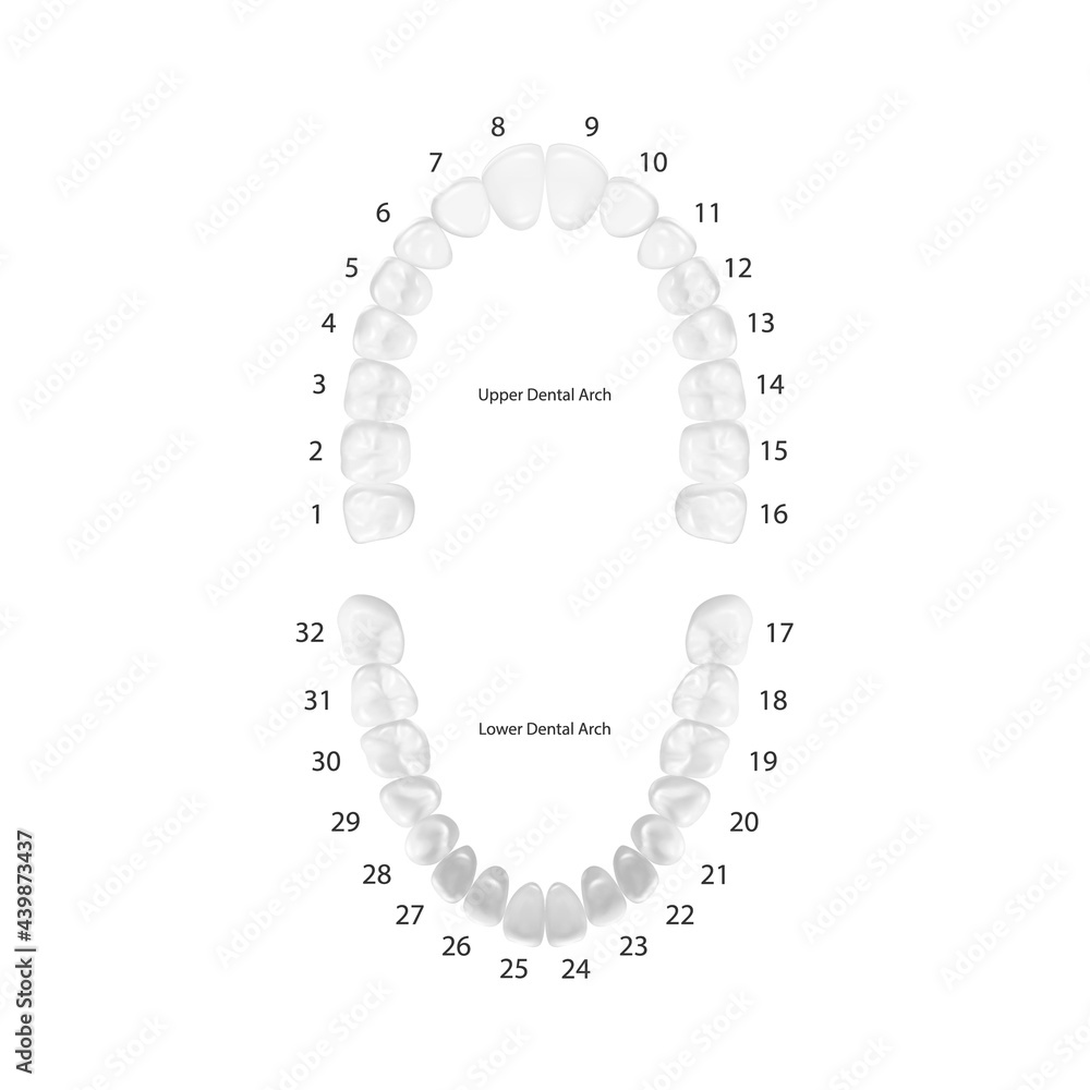 Vector 3d Realistic Teeth, Upper, Lower Adult Jaw, Top View. Anatomy ...