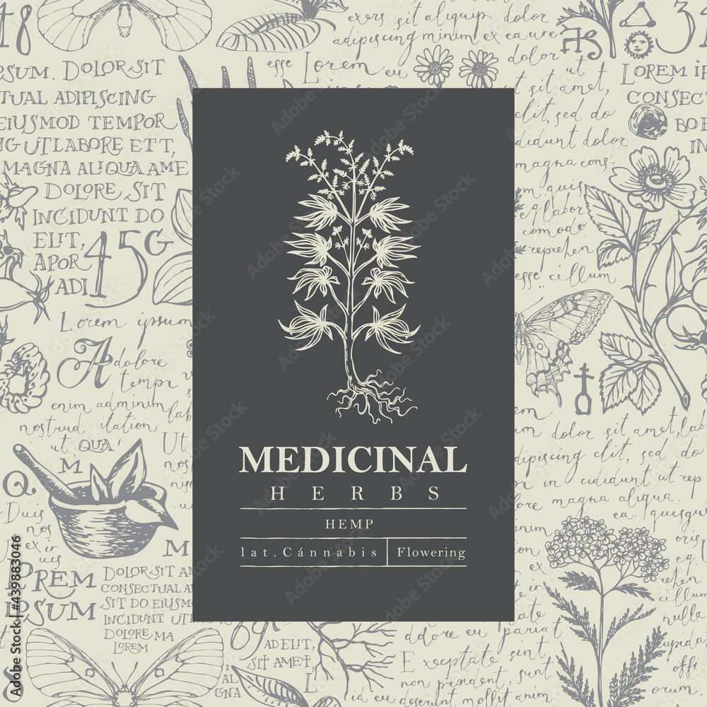 Vector label or banner with a hemp plant on a hand-drawn background ...