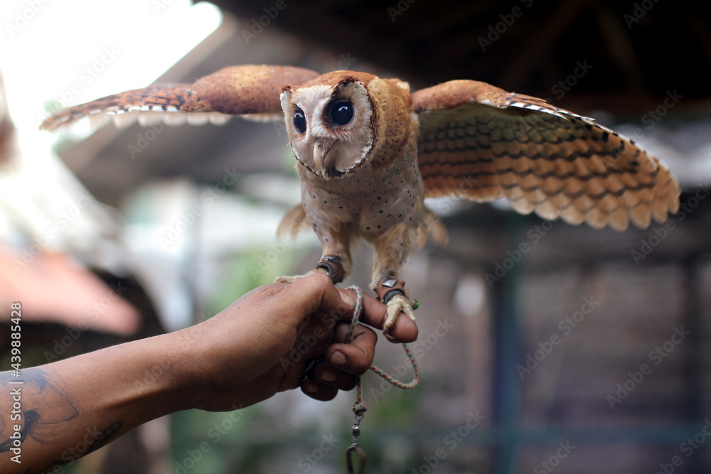 The Oriental bay owl It is completely nocturnal, and can be found ...