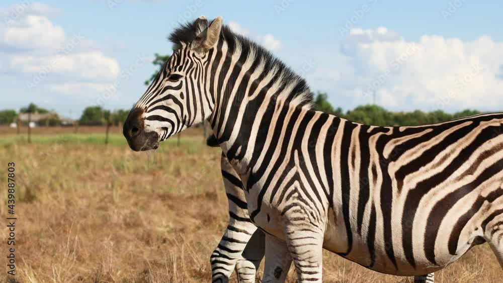 Pregnant African zebra stands and wag their tails in the bright sun in ...