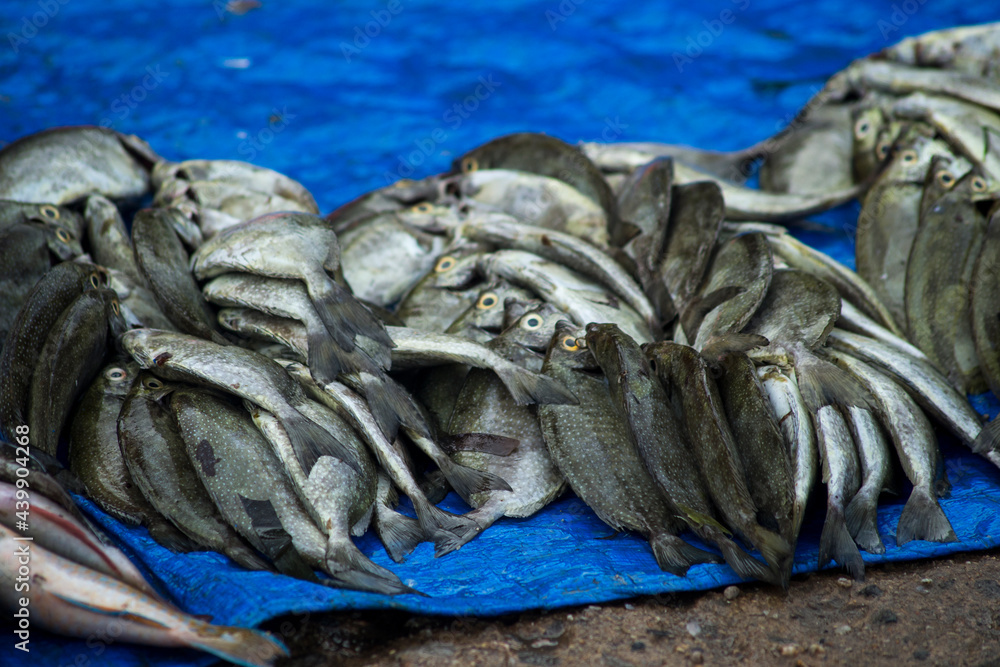 Various types of seafood are sold in the traditional fish market Stock ...