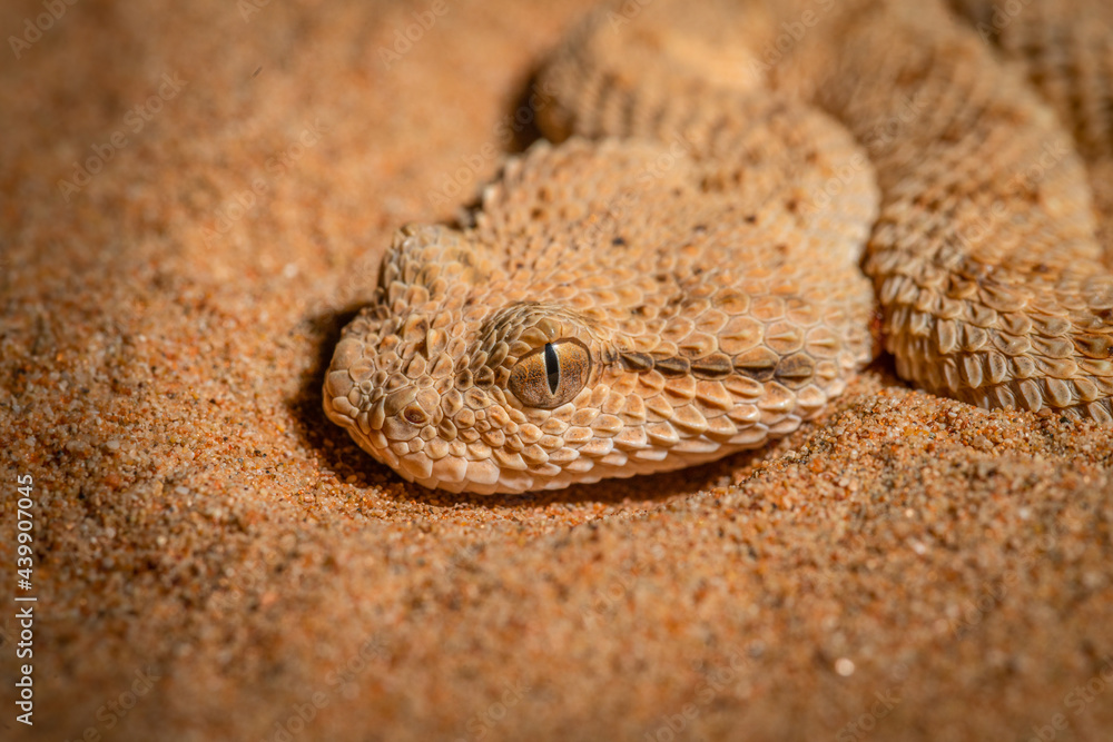 horn viper snake from Dubai desert Stock Photo | Adobe Stock
