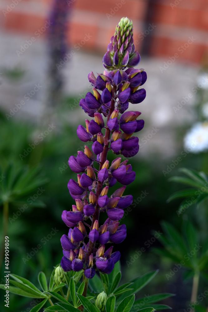 Lupin, or wolf bob lat. Lupinus is a genus of plants in the Legume ...