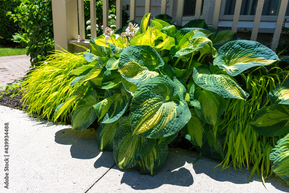 Foto Stock A variety of large hosta are paired with Japanese forest ...