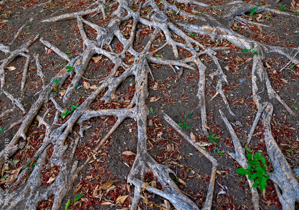 Tangled roots of an old tree in the park. Stock Photo | Adobe Stock