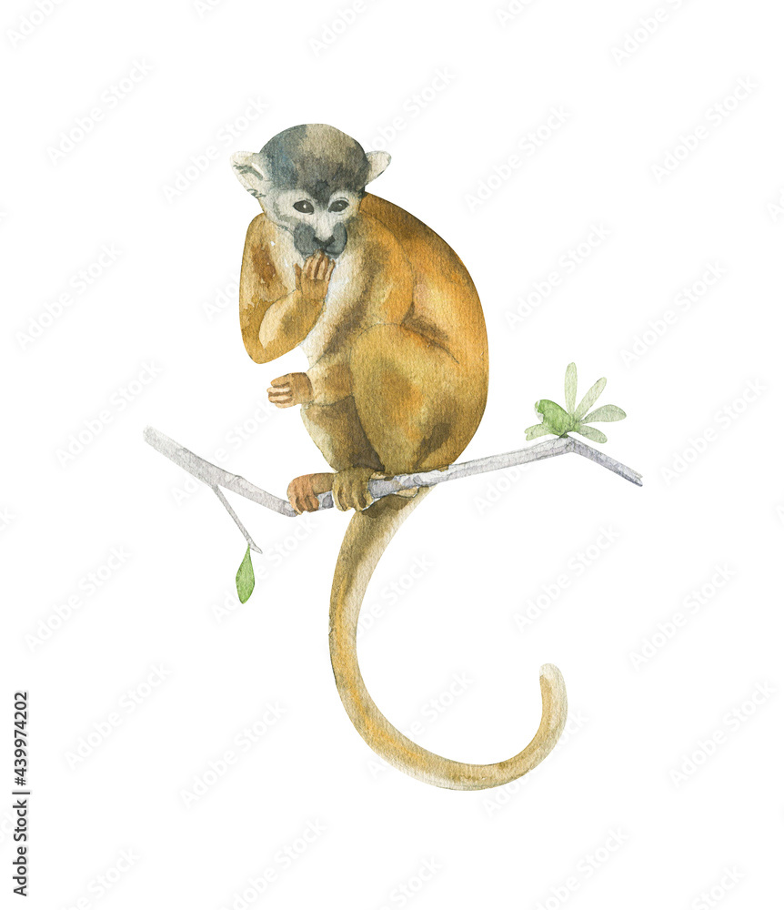 Squirrel Monkey Drawing