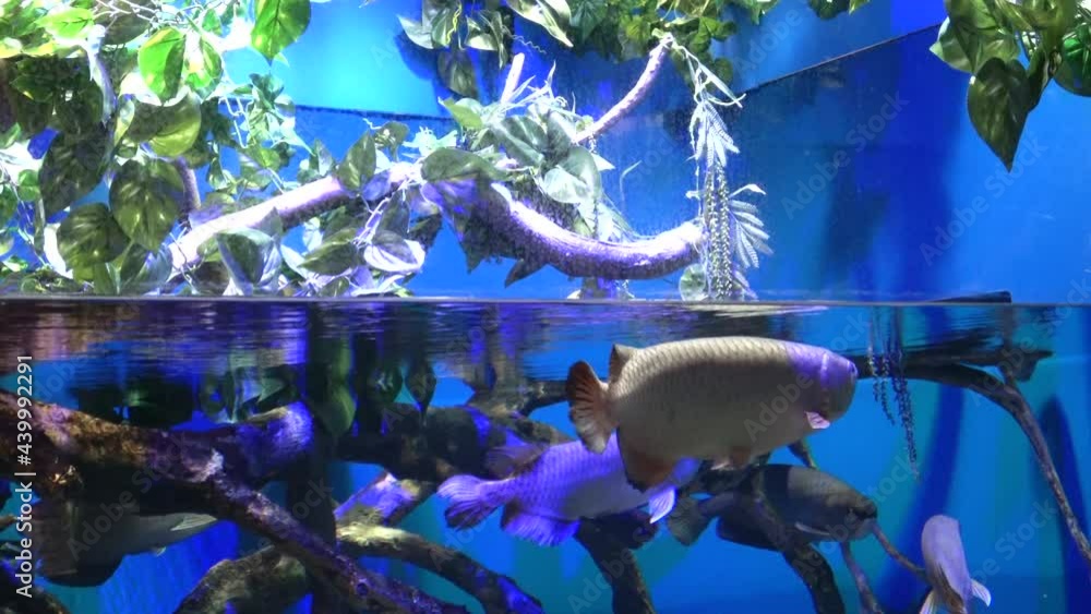 Silver Saratoga fish swimming underwater in the aquarium. Australian ...