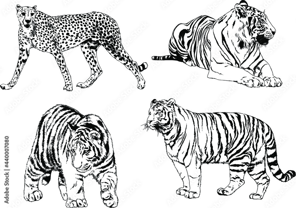vector drawings sketches different predator , tigers lions cheetahs and ...