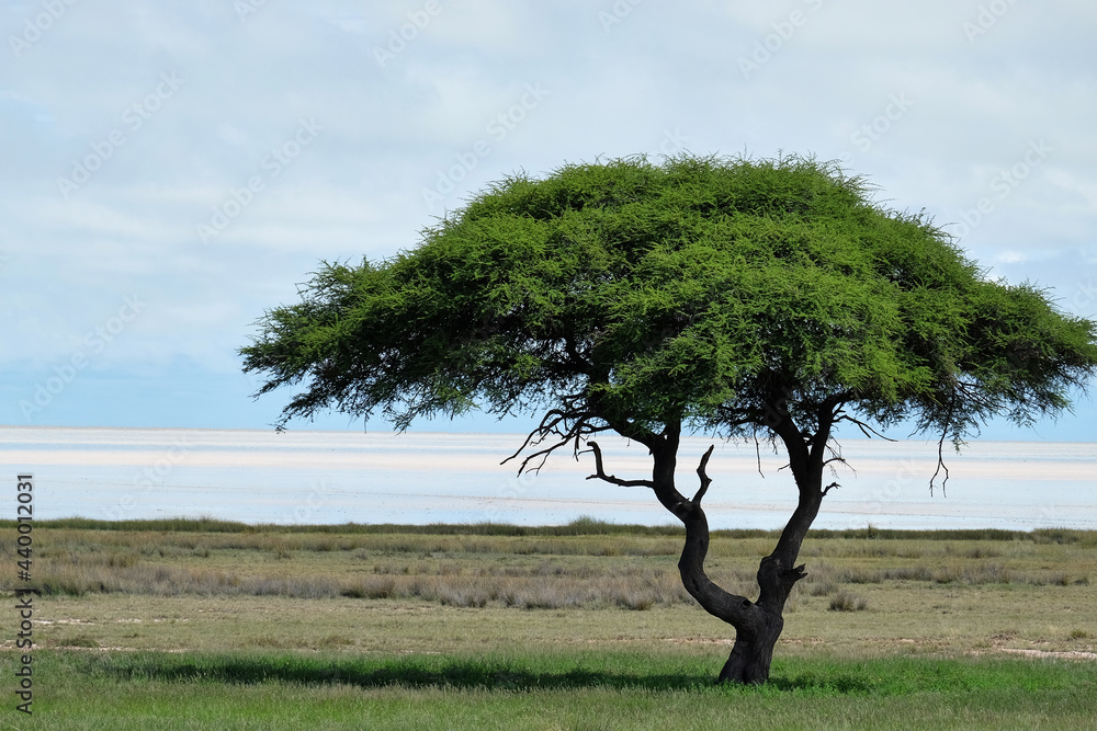 Foto de Acacia tree in front of Etosha Pan, within Etosha National Park ...