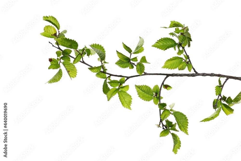 Green elm tree twig with leaves isolated on white background with ...