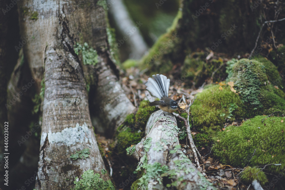 New Zealand fantail, Nelson Lakes National Park Stock Photo | Adobe Stock