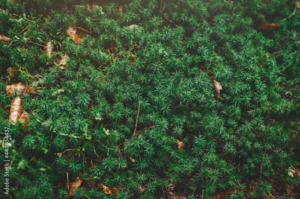 Beautiful background of moss for wallpaper. Green moss on the floor ...