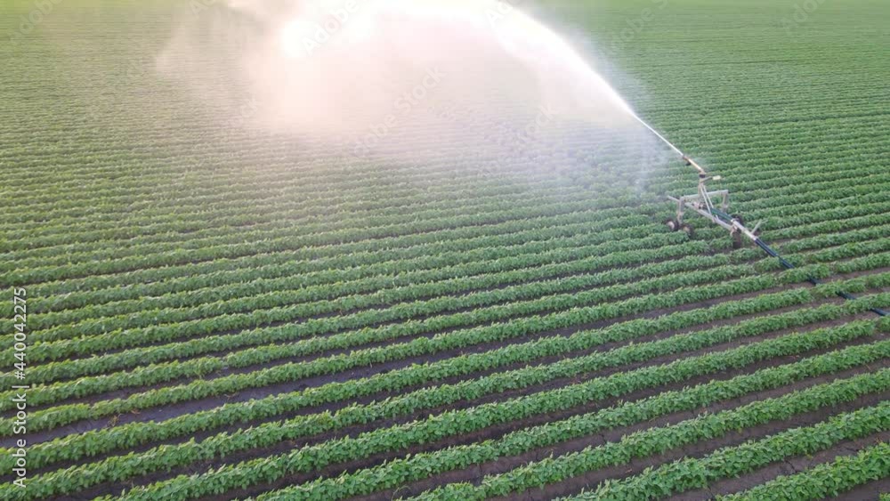 Aerial view drone shot of irrigation system rain gun sprinkler on ...