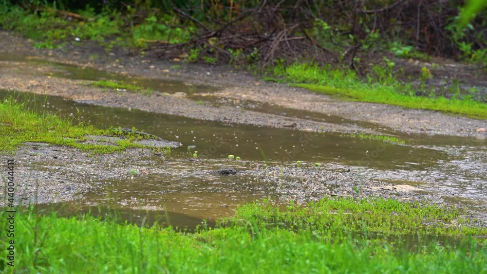 rain water drops falling into big puddle on asphalt, flooding the ...