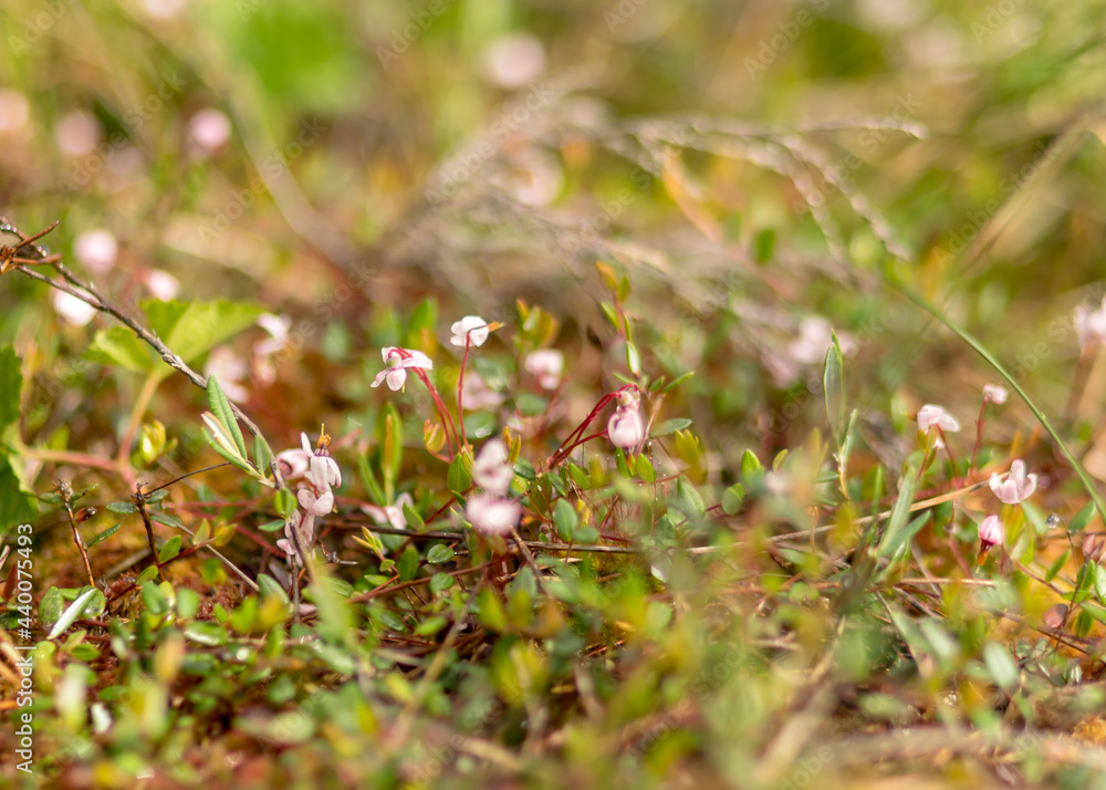traditional bog plants, moss, lichens close-up, cranberry flowers, bog ...