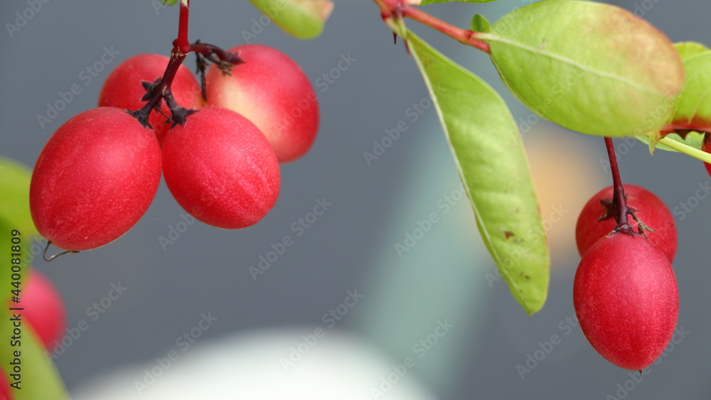 Carissa carandas or Bengal-Currants, Carandas-plum, Karanda on tree ...