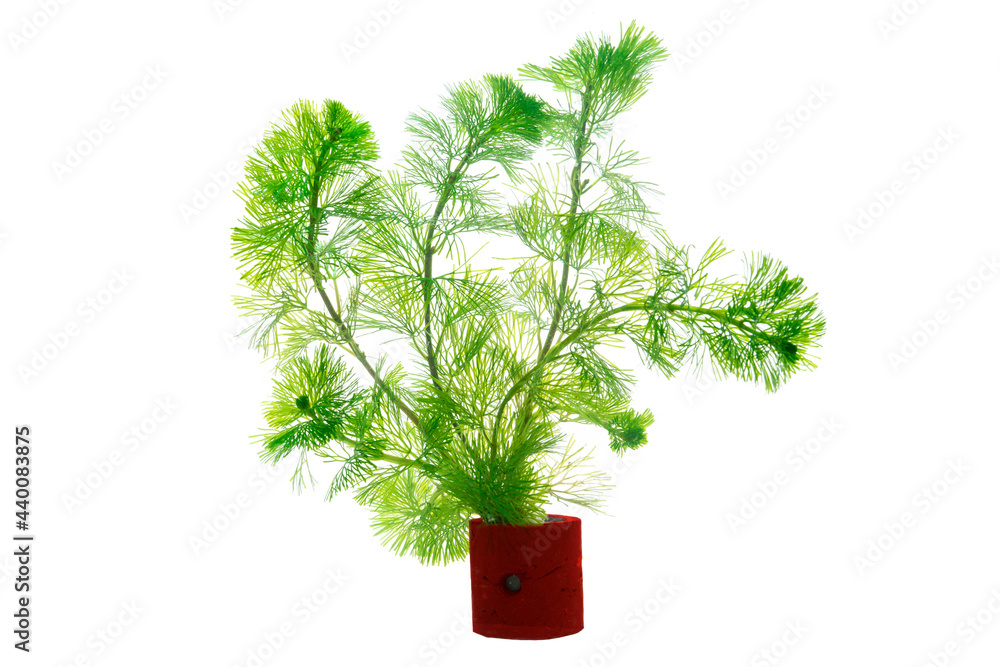 Limnophila sessiliflora (ambulia) plant isolated on white background ...