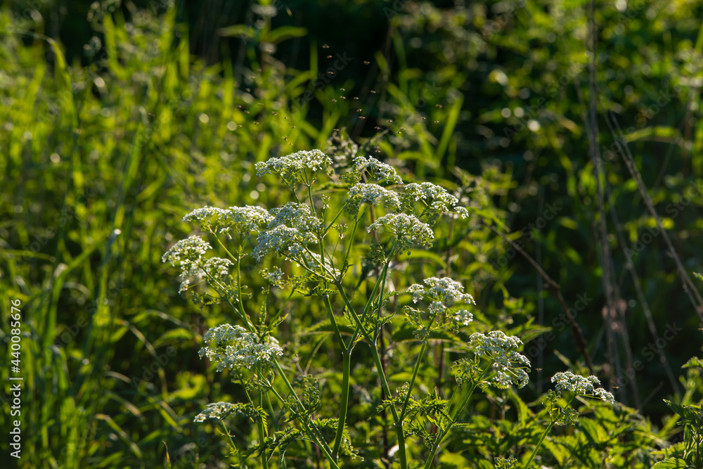 Anthriscus sylvestris, cow parsley, wild chervil, wild beaked parsley ...