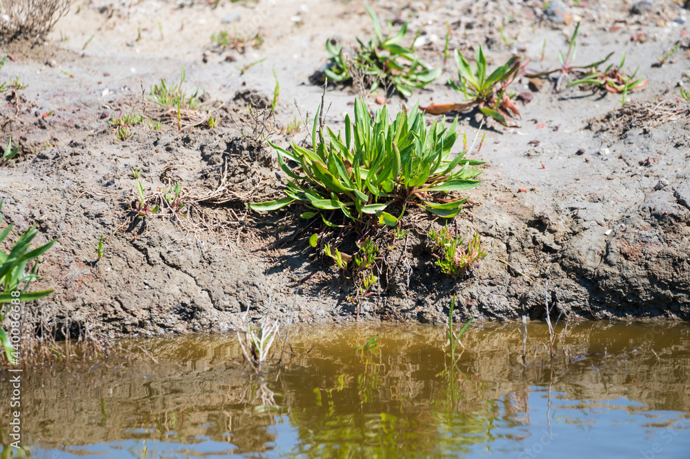 Botanical collection, edible sea aster plant, Tripolium pannonicum ...