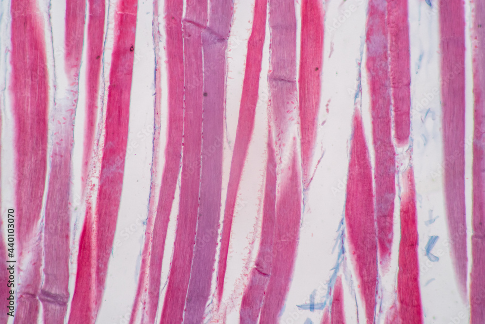 Poster Characteristics of anatomy and Histological sample Striated ...