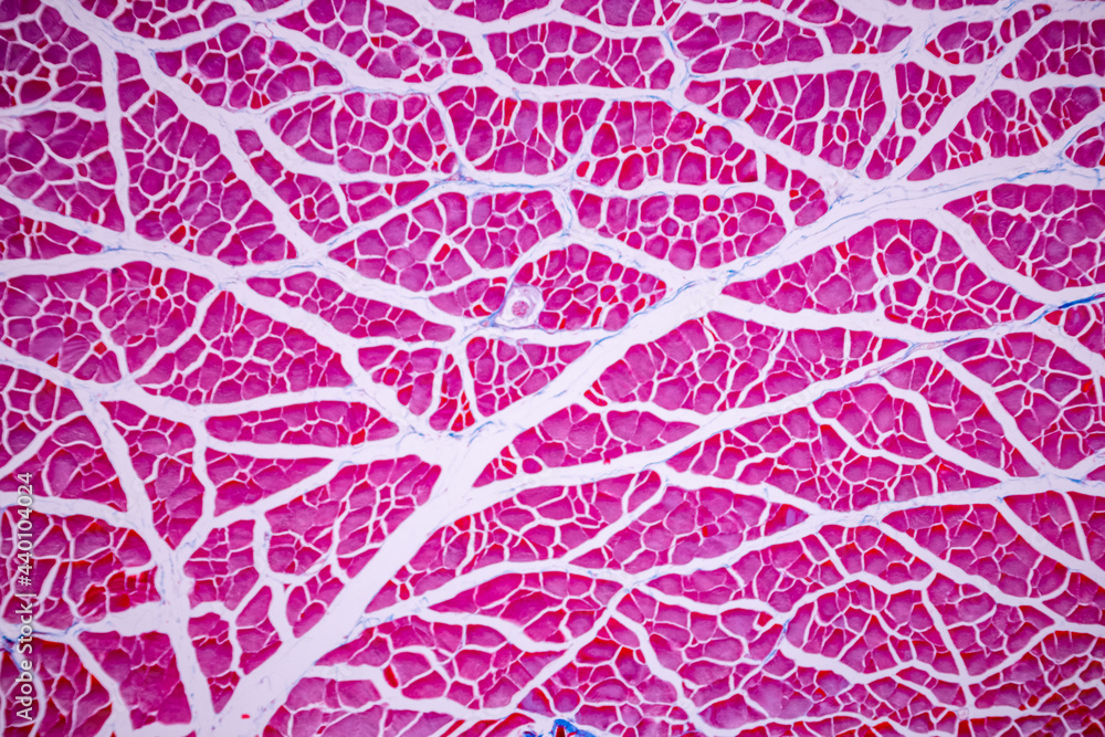 Characteristics of anatomy and Histological sample Striated (Skeletal ...