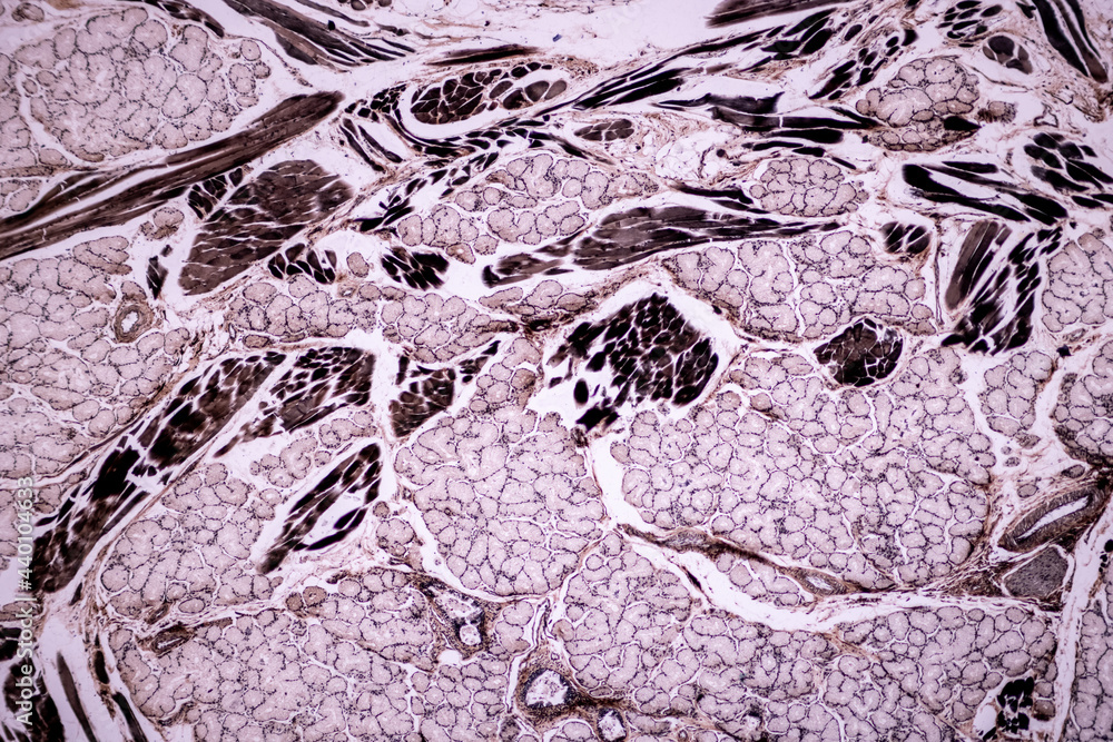 Characteristics of anatomy and Histological sample Striated (Skeletal ...