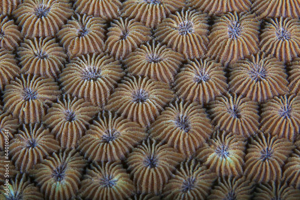 Close up Stony coral - Diploastrea heliopora. Family Faviidae. Coral ...