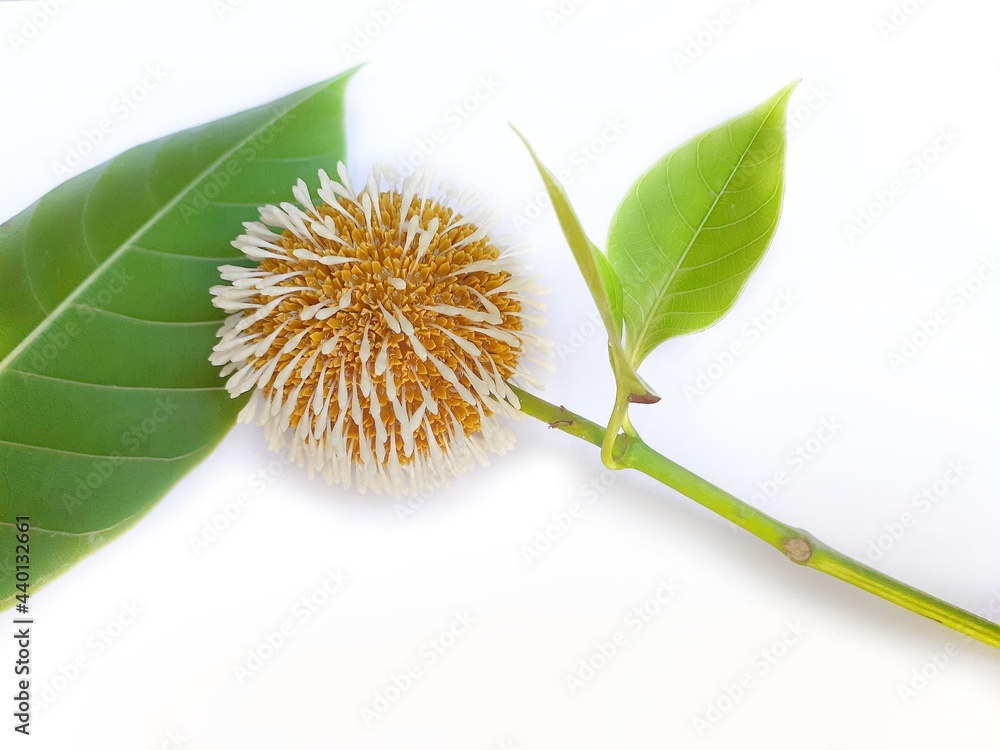 Burflower with leaves and stem on white background. Localy it is called ...