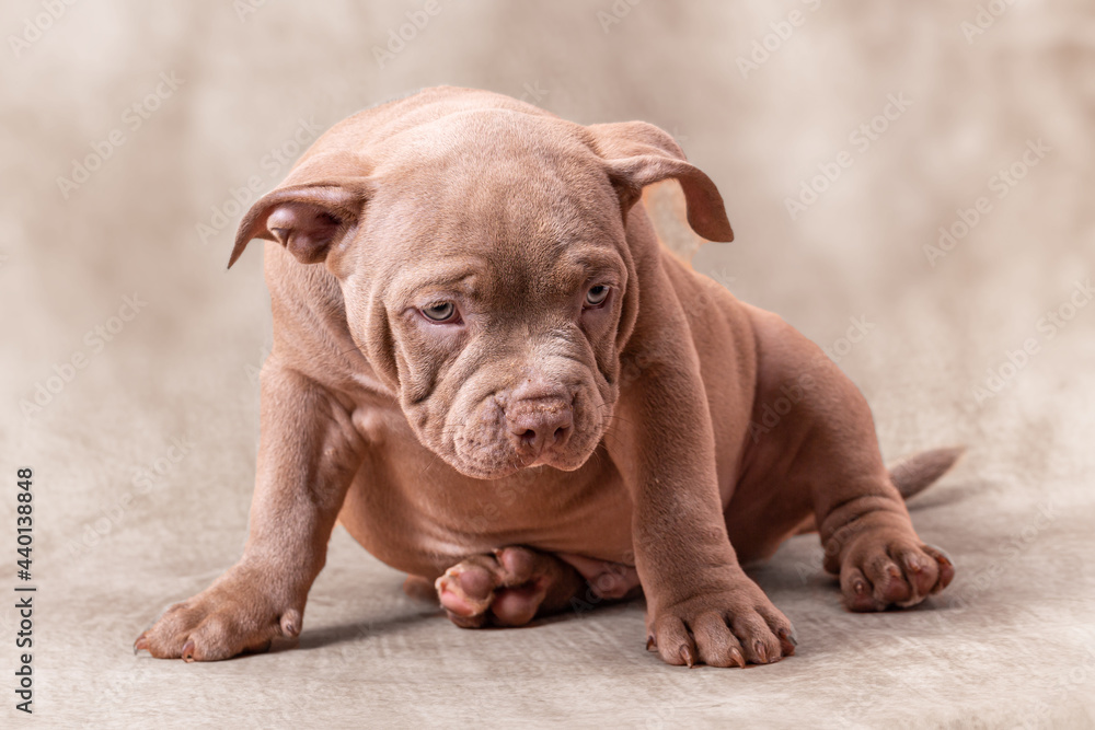 Brown American Bully Puppy
