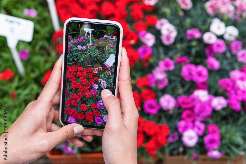 Woman photographing roses through smart phone at plant nursery Stock ...