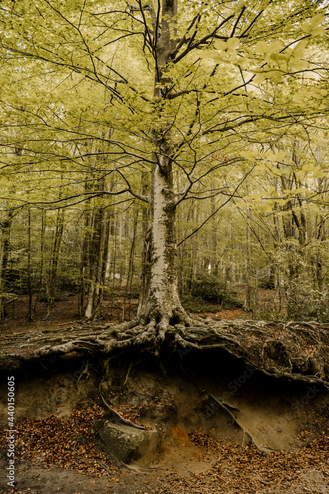 Tree with underground roots in forest Stock Photo | Adobe Stock