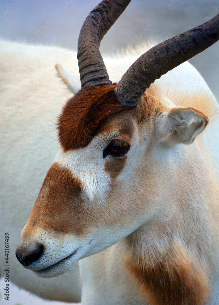 Addax, also known as the white antelope and the screwhorn antelope, is ...