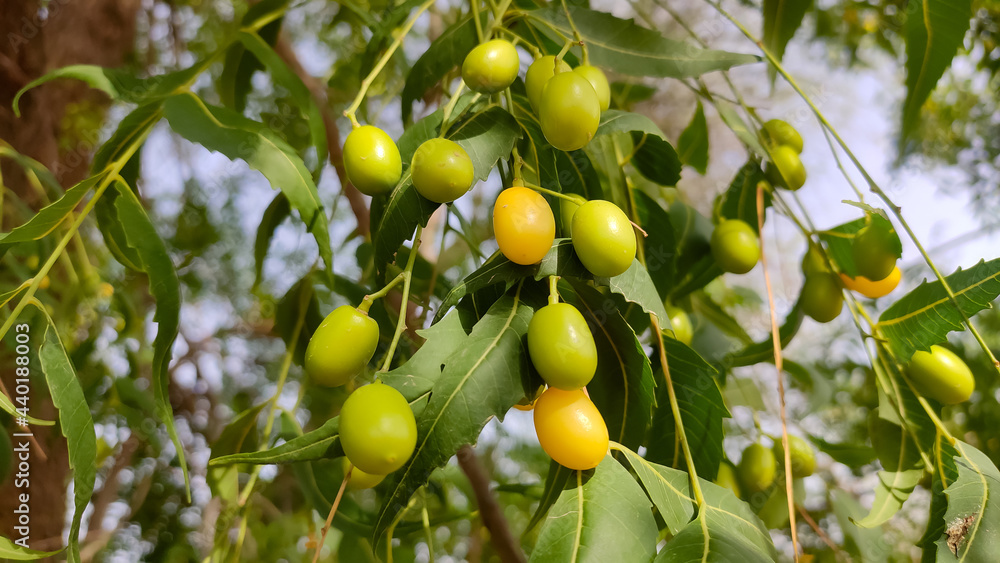 Ripping fruits of Azadirachta indica (Neem) tree on the branch Stock ...