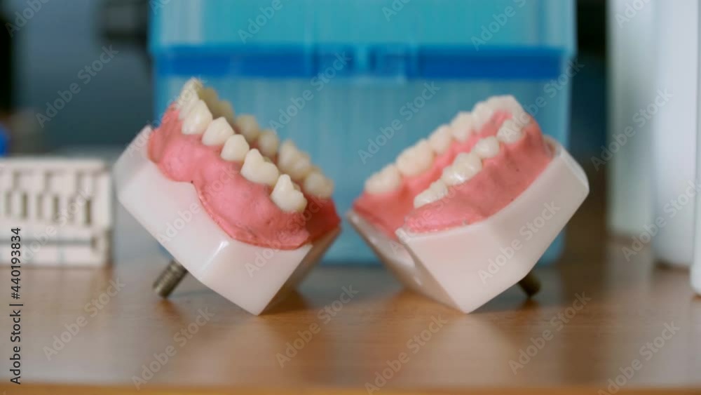 Dummy teeth lower jaw for teaching dentists students. Closeup model of ...