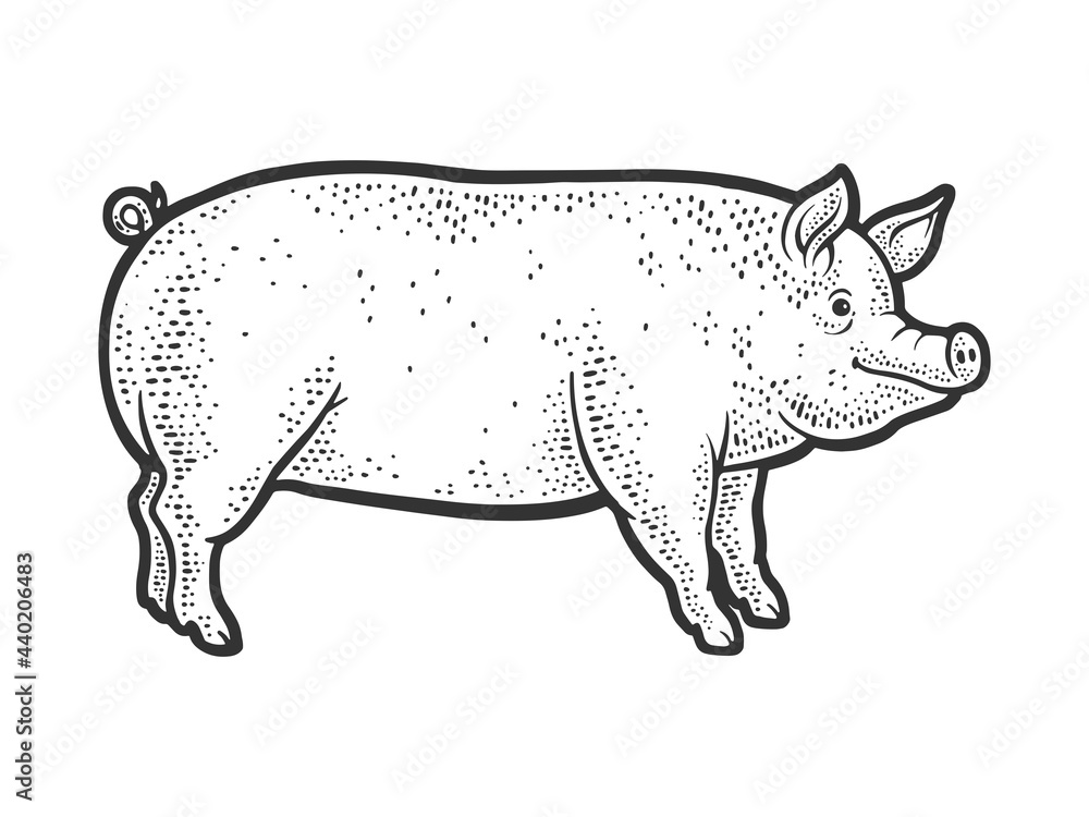 Big fat piglet pig line art sketch engraving vector illustration. T ...