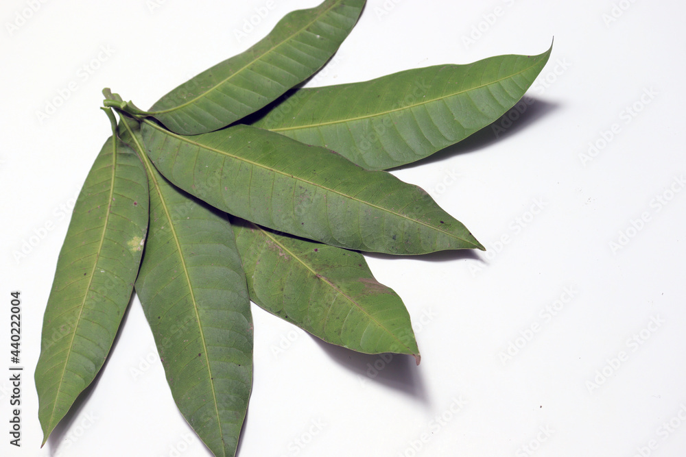 High-angle shot of green mango leaves isolated on white background ...
