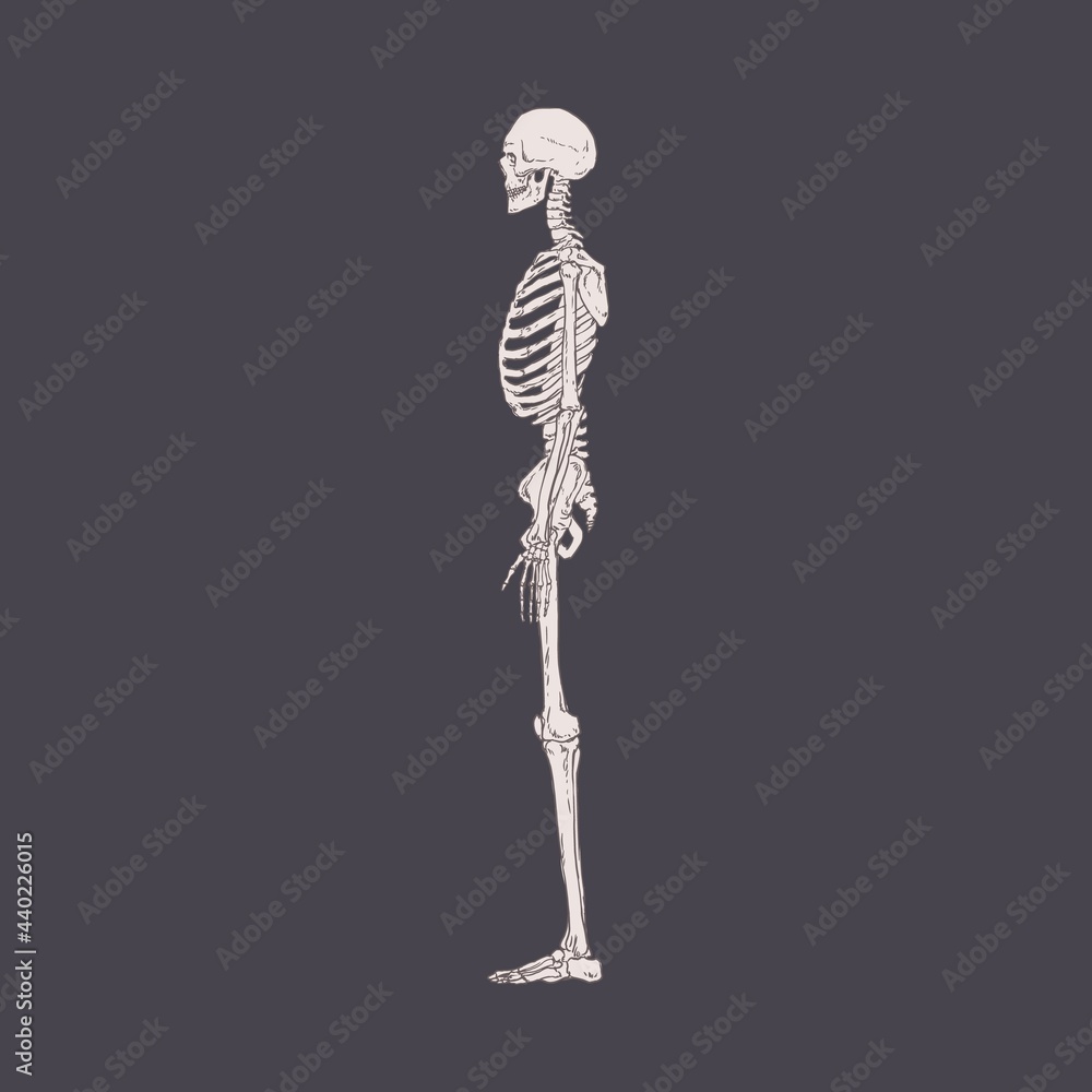 Side view of human skeleton with realistic bones, ribs and skull ...