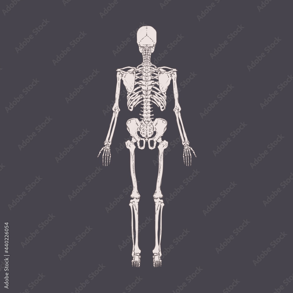 Back view of human skeleton with bones, ribs, pelvis, spine and skull ...