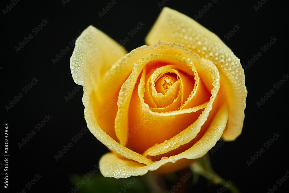 A rose is a woody perennial flowering plant of the genus Rosa, in the ...