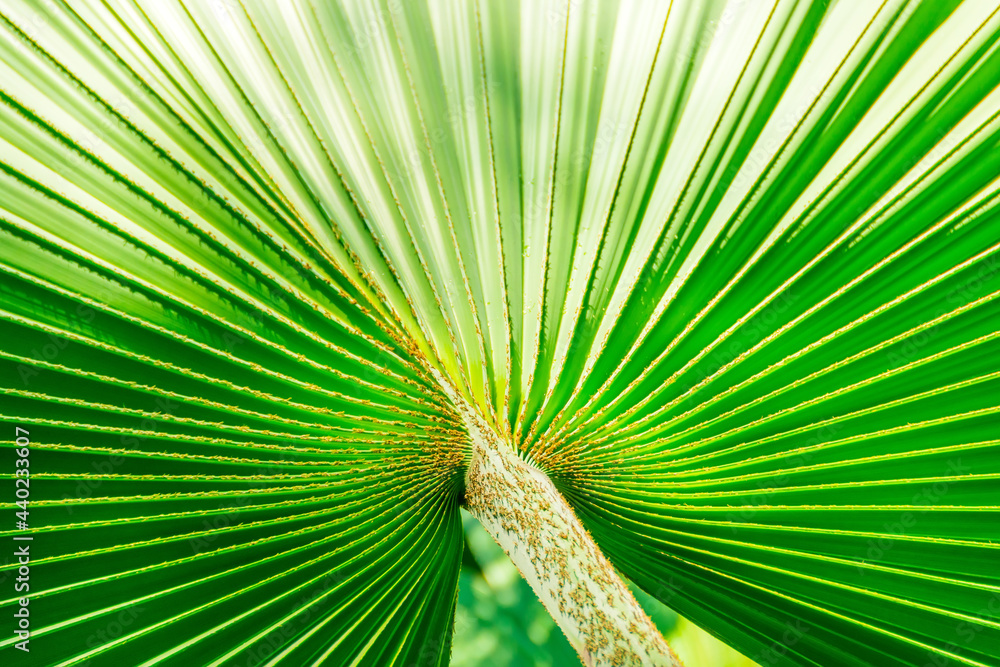Textured striped leaves stripes, fanning out radially about the center ...