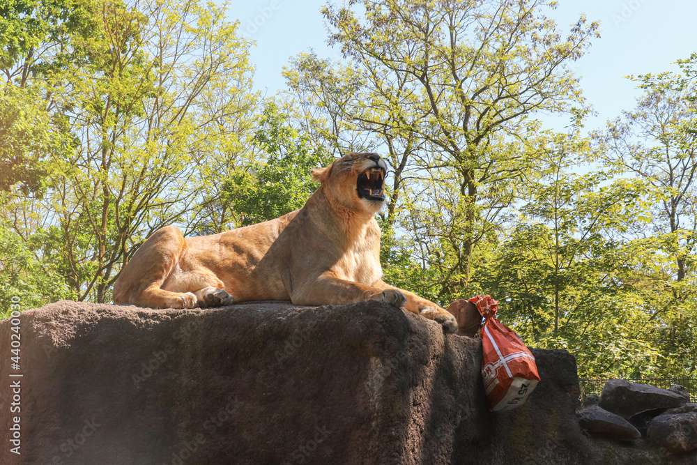 lwica, zęby, ryk, kot, król, zoo, grzywa, król lew, drapieżnik, spojrzenie lwa, samica Stock ...